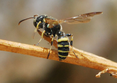 Hymenoptera: Wasps